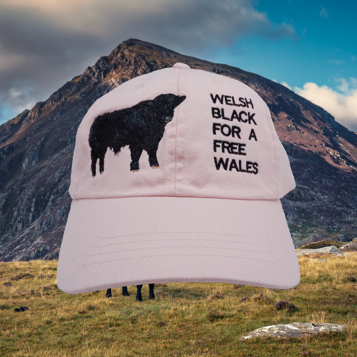 WELSH BLACK CAP – Tropical Wales